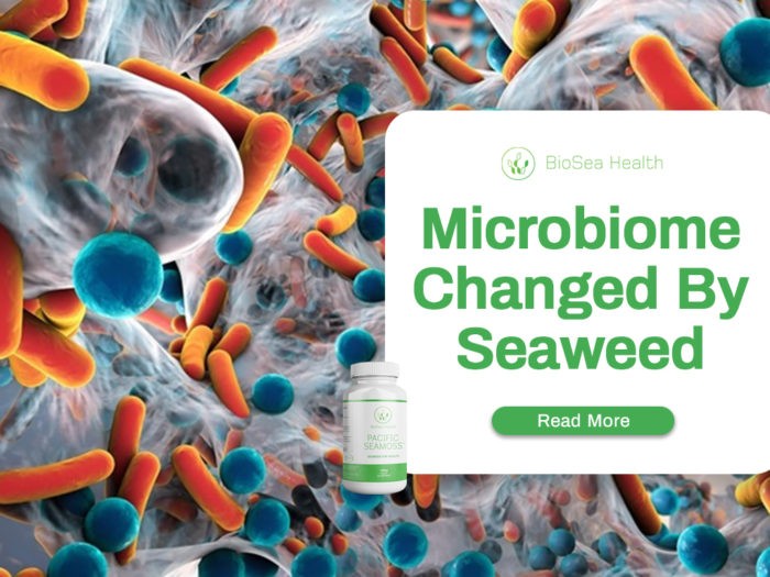 Seaweed changes Microbiome - Pacific Seamoss changes gut