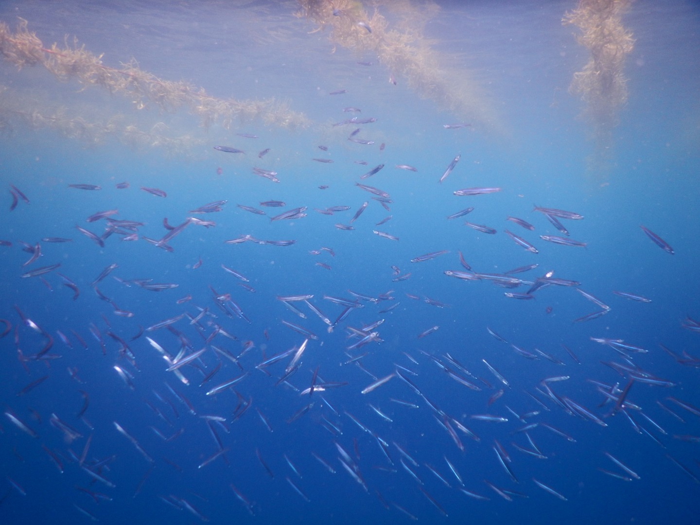 Seaweed Farm Photos show Natural Organic Seawed - BioSea Health