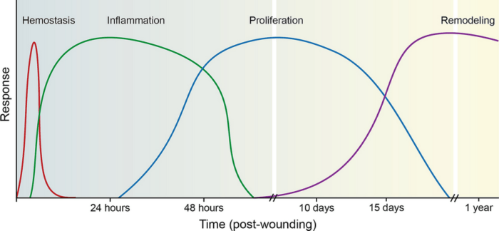 Heal Wounds Faster With Seaweed - BioSea Health heal wounds faster with ...